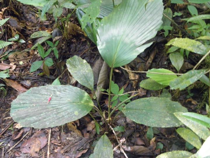 Iriartea deltoidea | Ecos del Bosque