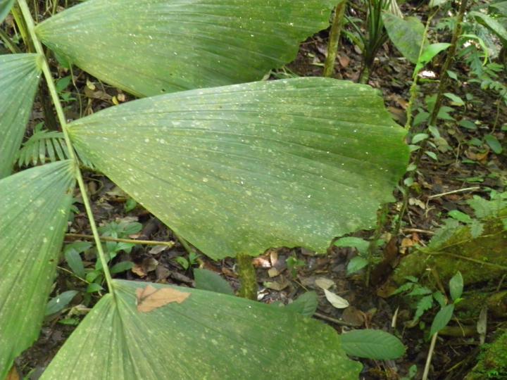 Iriartea deltoidea | Ecos del Bosque