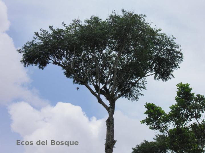 Jacaranda copaia | Ecos del Bosque