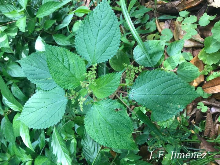 Laportea aestuans | Ecos del Bosque