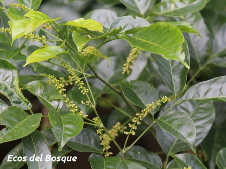 Lonchocarpus oliganthus | Ecos del Bosque