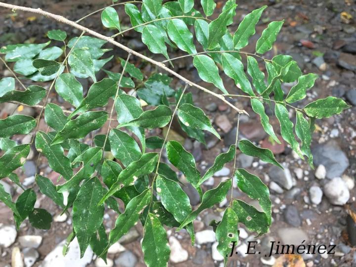 Machaerium seemannii | Ecos del Bosque