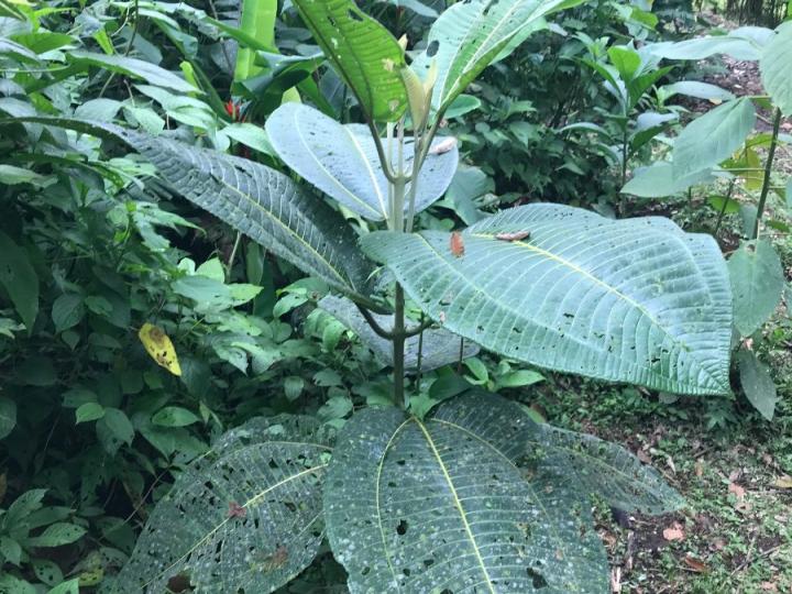 Miconia calvescens | Ecos del Bosque