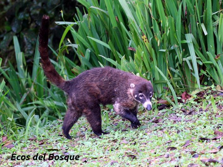Nasua narica | Ecos del Bosque