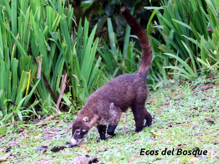 Nasua narica | Ecos del Bosque
