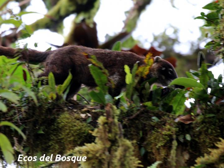 Nasua narica | Ecos del Bosque