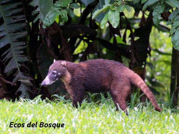 Nasua narica | Ecos del Bosque