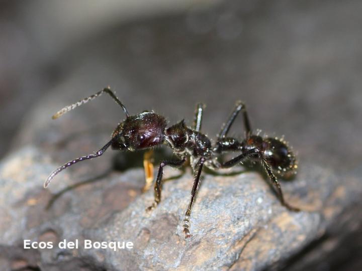 Paraponera clavata | Ecos del Bosque