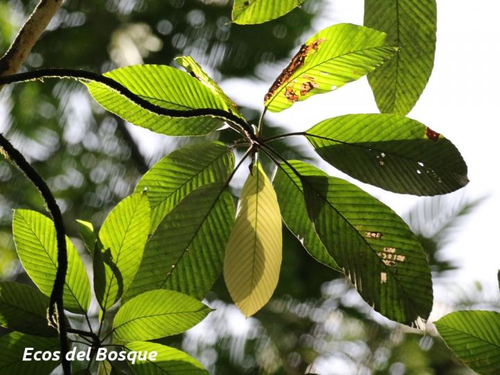 Pourouma minor | Ecos del Bosque