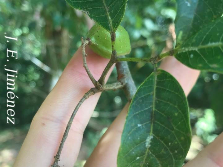 Protium glabrum | Ecos del Bosque