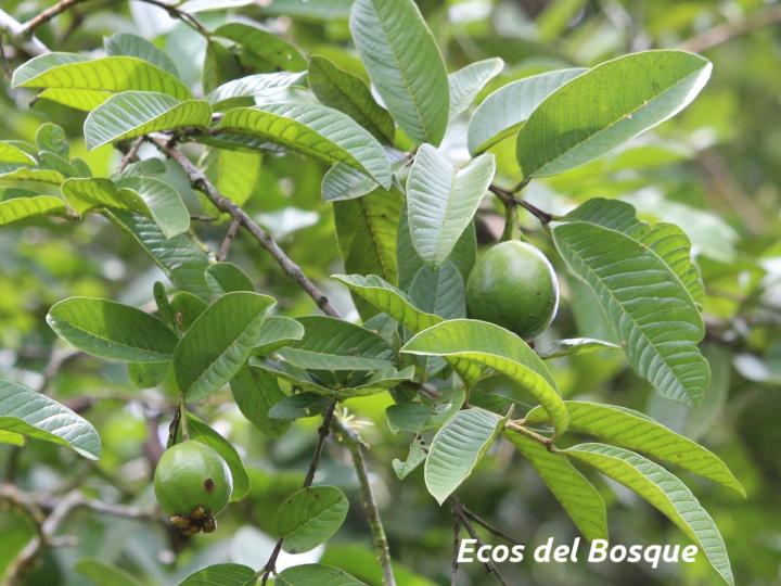 Psidium guajava | Ecos del Bosque