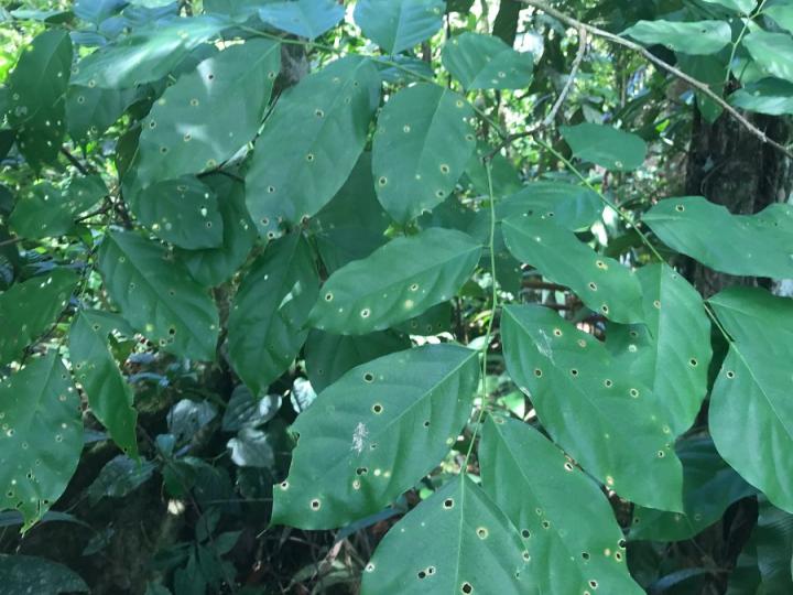 Pterocarpus sp. A | Ecos del Bosque