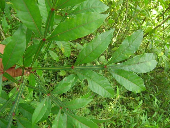 Quassia amara | Ecos del Bosque