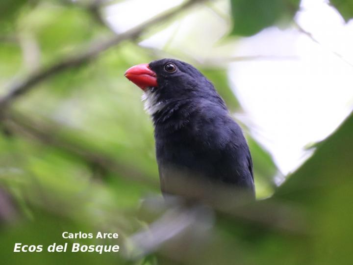 Saltator grossus | Ecos del Bosque