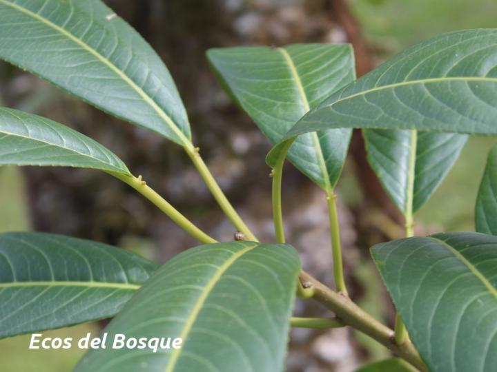 Sapium glandulosum | Ecos del Bosque