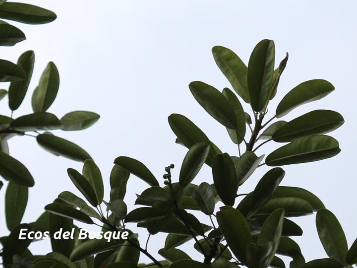 Sapium glandulosum | Ecos del Bosque