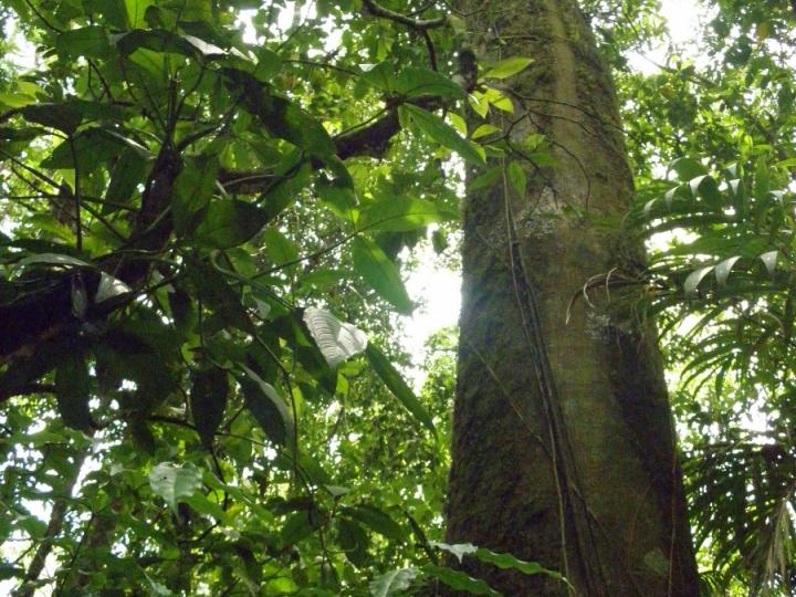 Sapium sp. | Ecos del Bosque