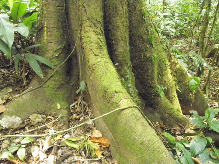 Sapium sp. | Ecos del Bosque