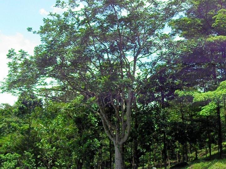 Simarouba amara | Ecos del Bosque