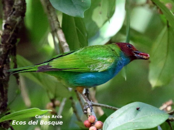 Ficus colubrinae | Ecos del Bosque