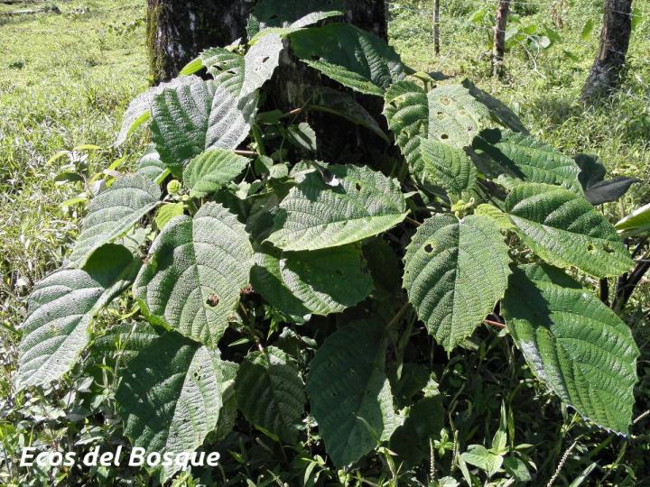 Urera baccifera | Ecos del Bosque
