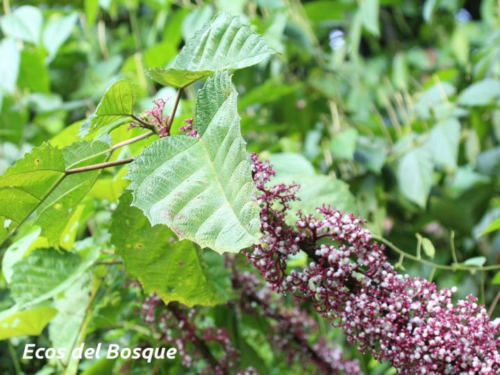 Urera baccifera | Ecos del Bosque
