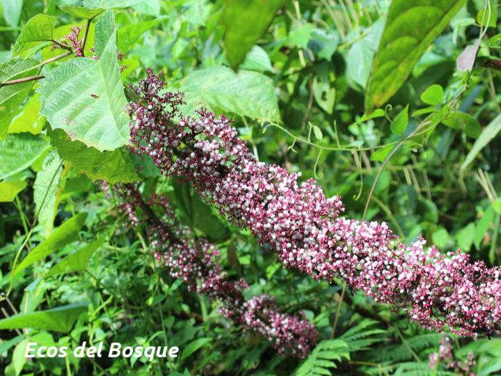 Urera baccifera | Ecos del Bosque