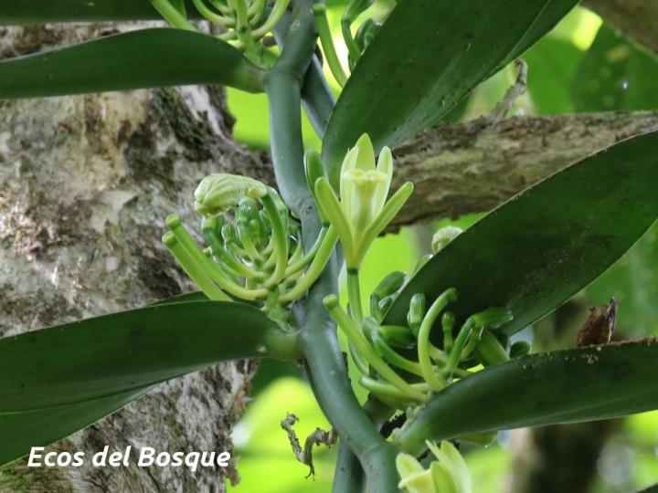Vanilla planifolia | Ecos del Bosque