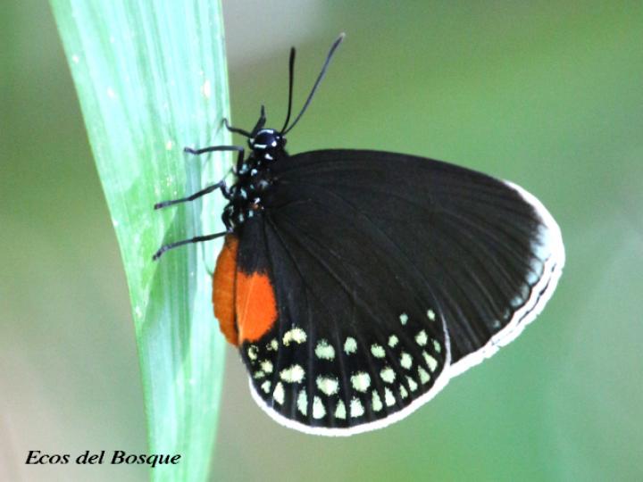 Eumaeus godartii | Ecos del Bosque