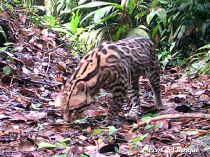 Leopardus pardalis | Ecos del Bosque
