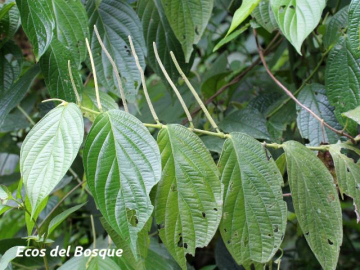 Piper chrysostachyum | Ecos del Bosque