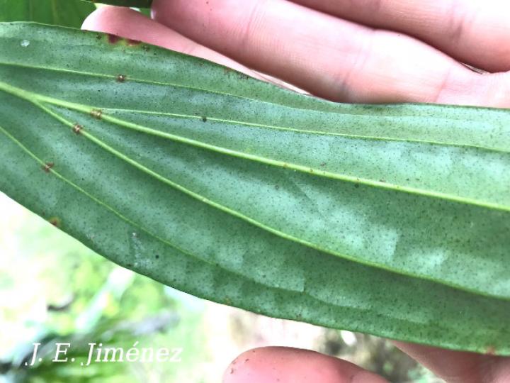 Cavendishia callista | Ecos del Bosque