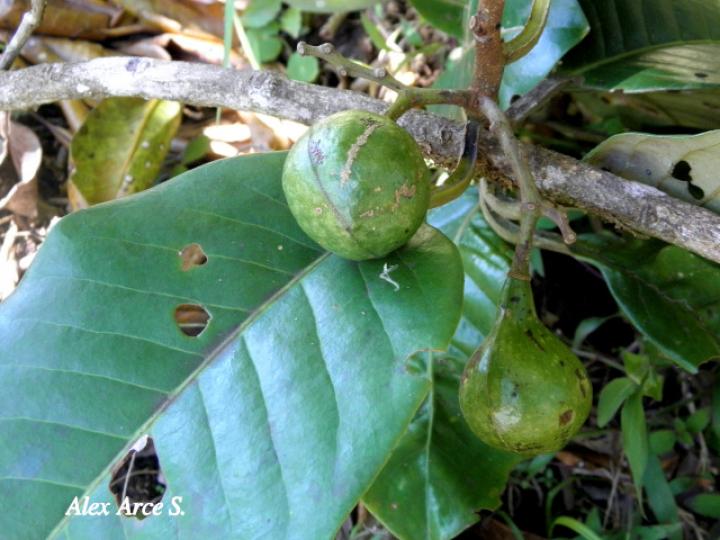 Otoba novogranatensis | Ecos del Bosque
