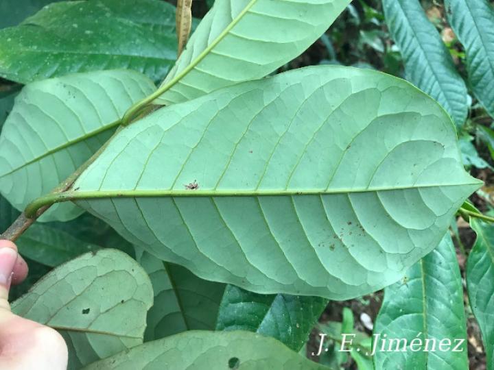 Otoba novogranatensis | Ecos del Bosque