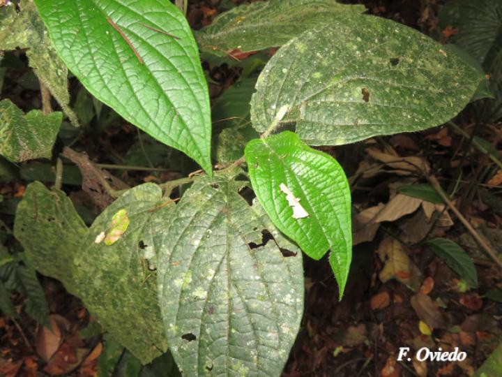 Piper urostachyum | Ecos del Bosque