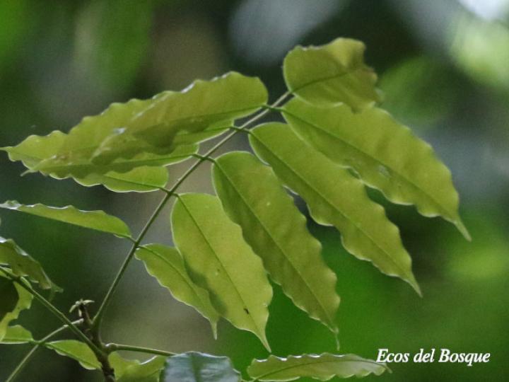 Andira inermis | Ecos del Bosque