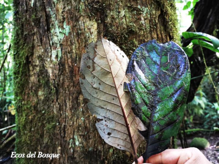 Otoba novogranatensis | Ecos del Bosque