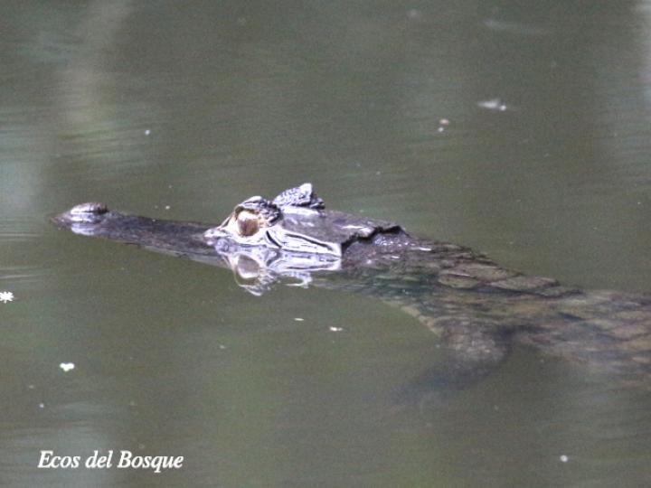 Caiman crocodilus | Ecos del Bosque