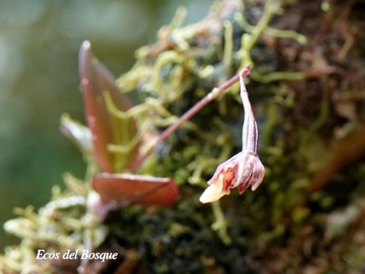 Leochilus labiatus | Ecos del Bosque