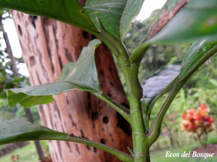 Magnolia gloriensis | Ecos del Bosque