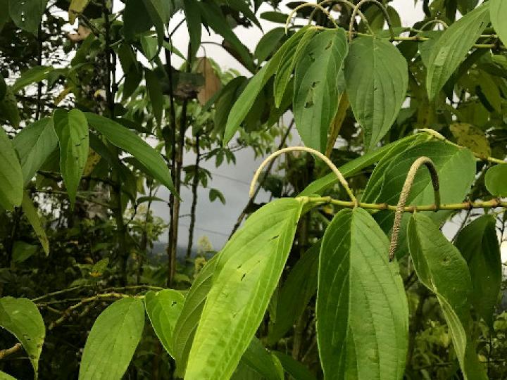 Piper aduncum | Ecos del Bosque