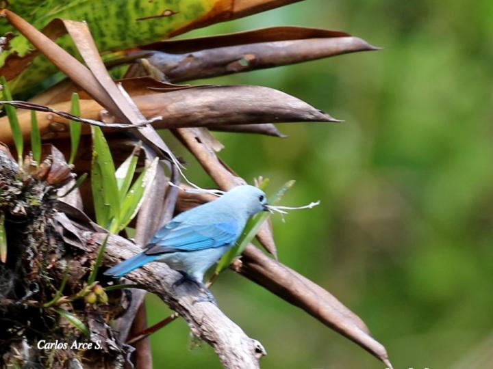 Thraupis episcopus | Ecos del Bosque