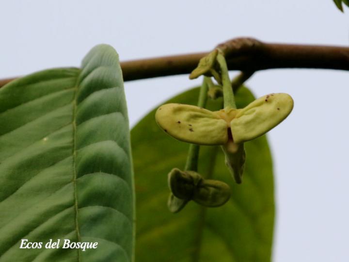 Annona mucosa | Ecos del Bosque