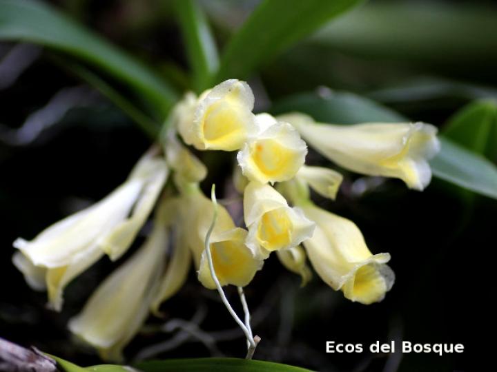 Rodriguezia compacta | Ecos del Bosque