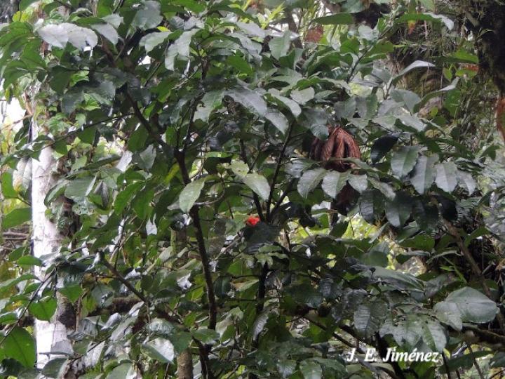 Zanthoxylum acuminatum | Ecos del Bosque