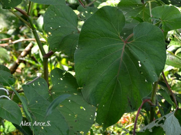 Piper auritum | Ecos del Bosque
