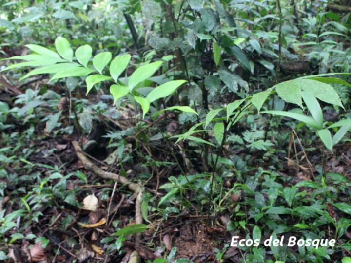 Zamia neurophyllidia | Ecos del Bosque