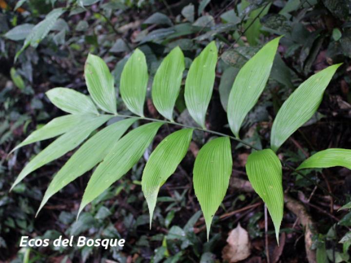 Zamia neurophyllidia | Ecos del Bosque