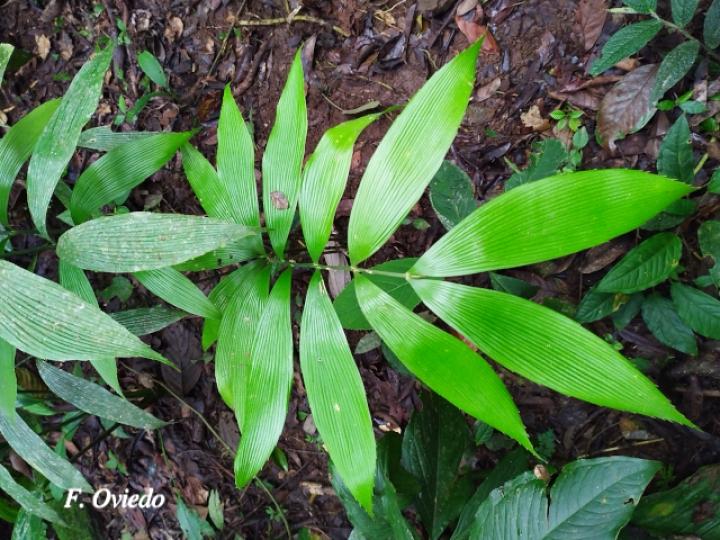 Zamia neurophyllidia | Ecos del Bosque