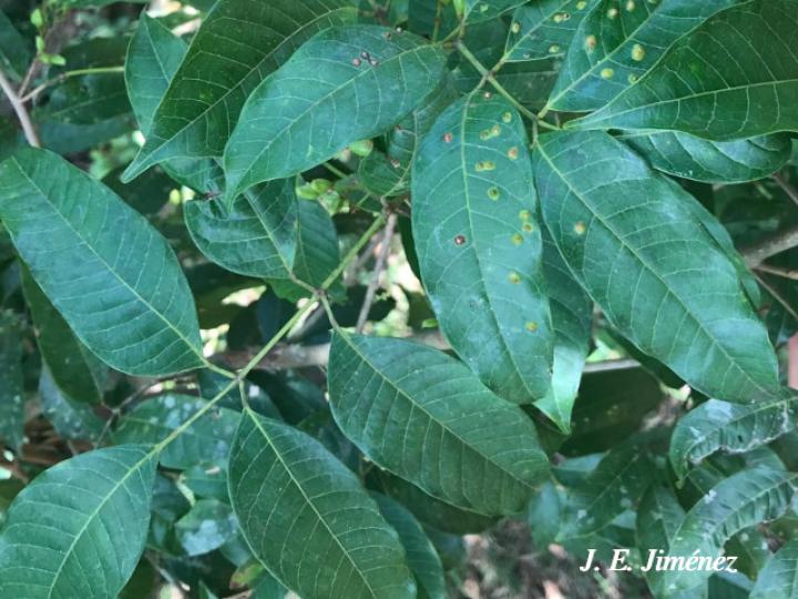 Protium glabrum | Ecos del Bosque